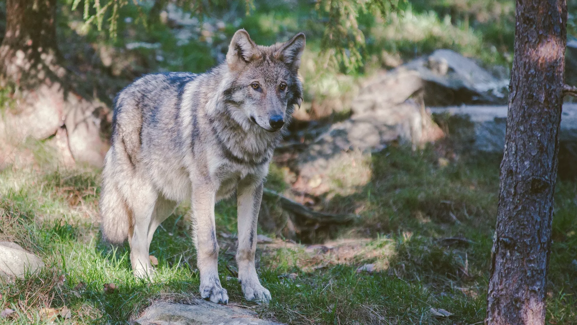 De 10 indrukwekkendste dieren van Noorwegen
