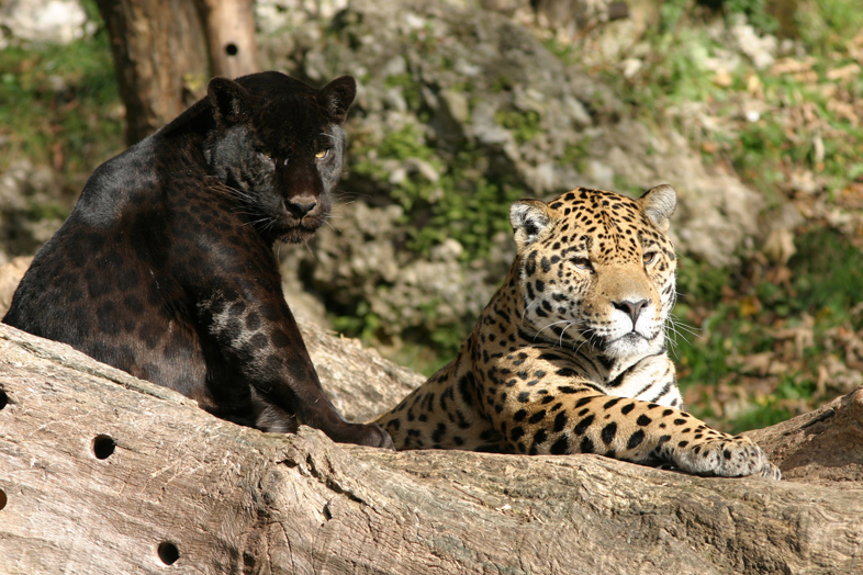 Salzburg Zoo
