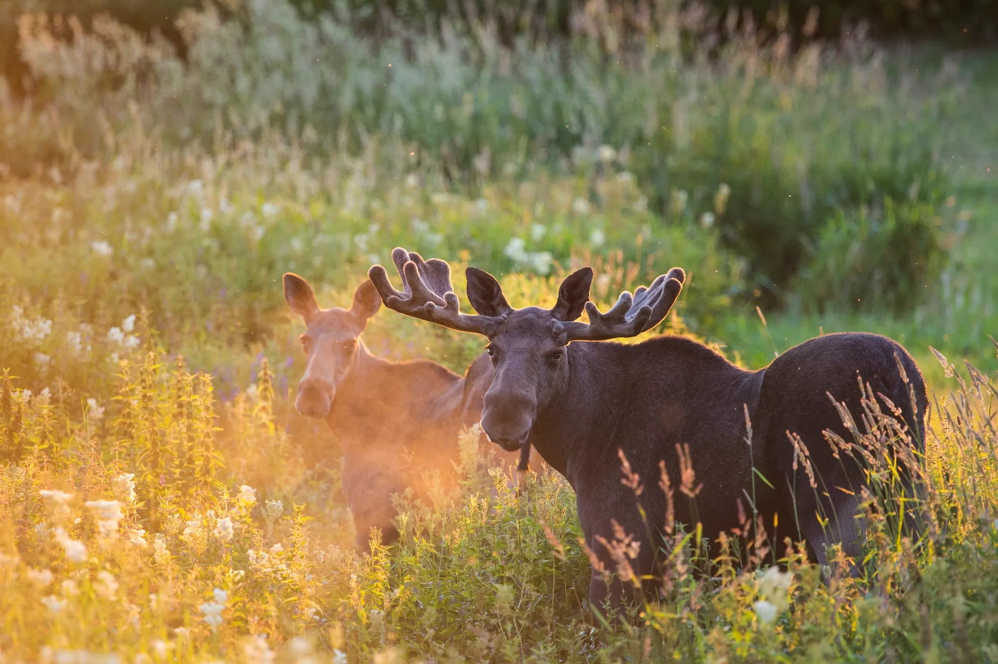 De 10 indrukwekkendste dieren van Noorwegen