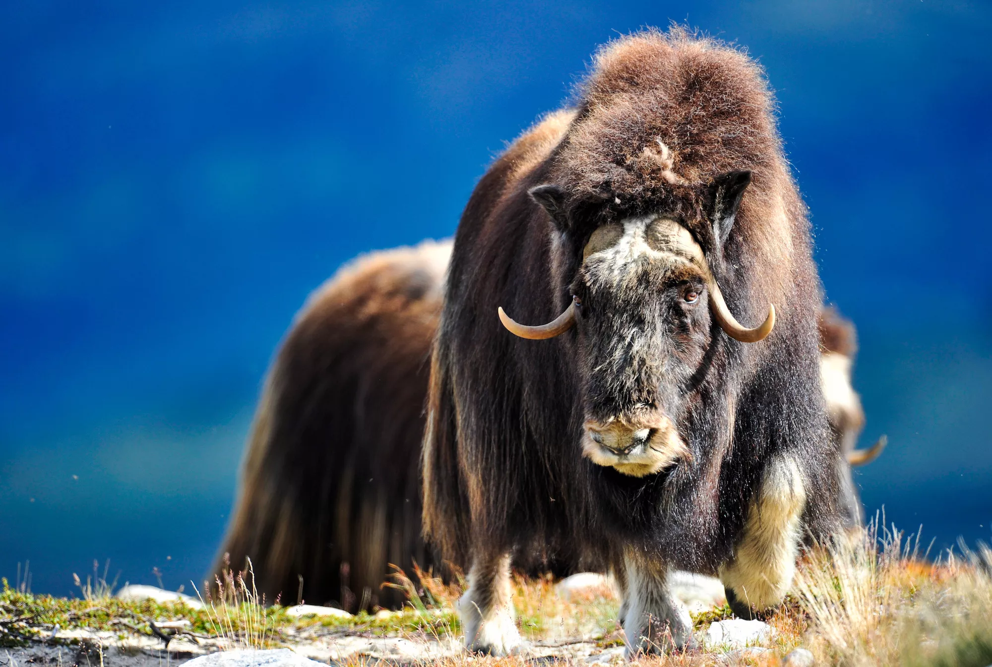 Gefhrliche Tiere In Norwegen